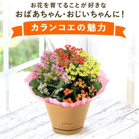 敬老の日 ギフト 花 プレゼント 鉢植え 鉢花 花鉢 珍しい カランコエ メッセージ 祖母 孫 施設 60代 70代 80代 90代 5