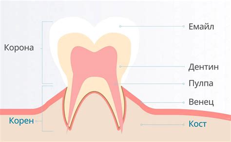 От какво се състои структурата на зъба Естетична Стоматология Данаилов Дент