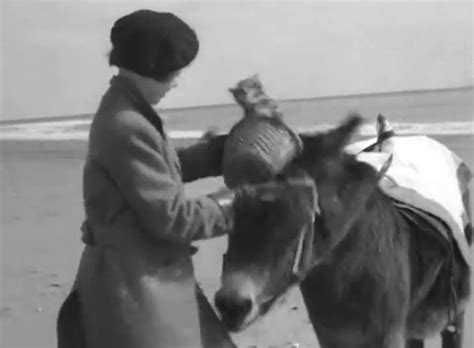 Donkey And Kitten Cinema Cats