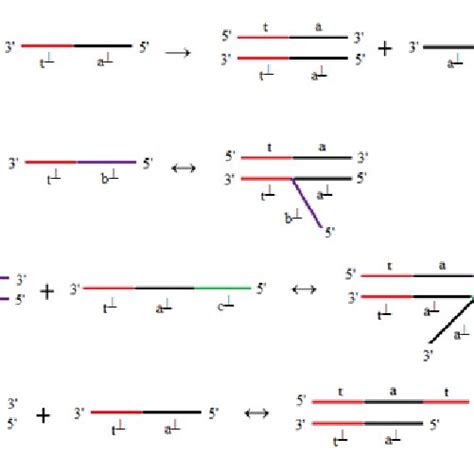 Double Stranded Dna Sequence Download Scientific Diagram
