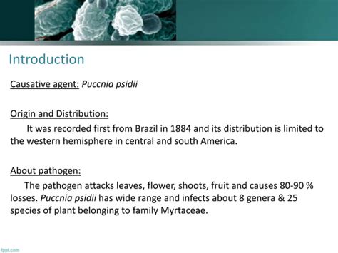 A Brief About Guava Rust PPTX Gardening Home Garden