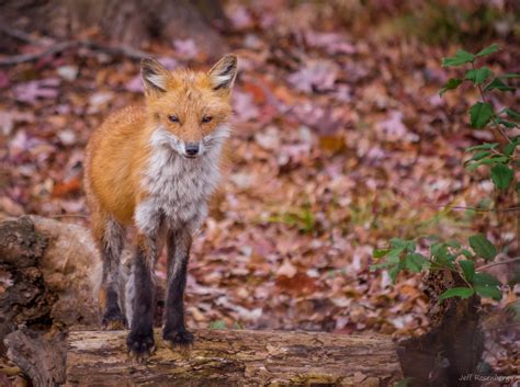 Wallpaper Wildlife Red Fox Fauna Mammal Leaf Snout Whiskers