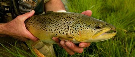 How To Clean Trout In 10 Simple Steps