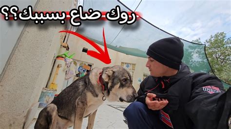 كلبي روك ضاع من البيت صدمة عمري 😭 Youtube