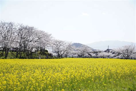 約250万本の菜の花の絶景桜も満開藤原宮跡橿原市奈良に住んでみました新館