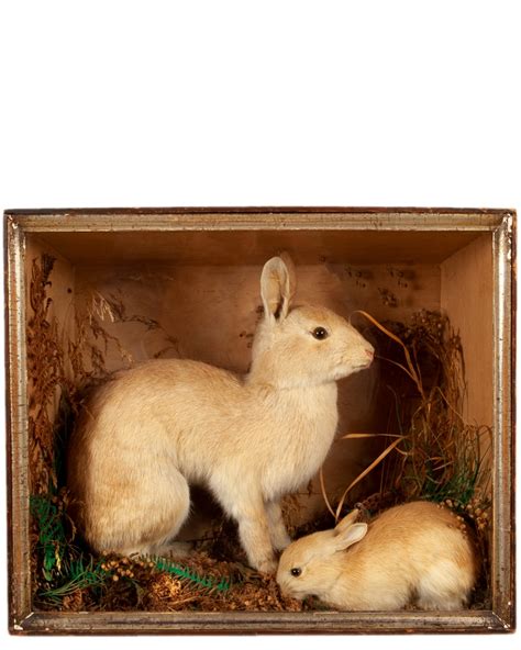 Taxidermy Cream Coloured Rabbits