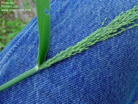 Panicum Maximum Pace Turf Photo Gallery