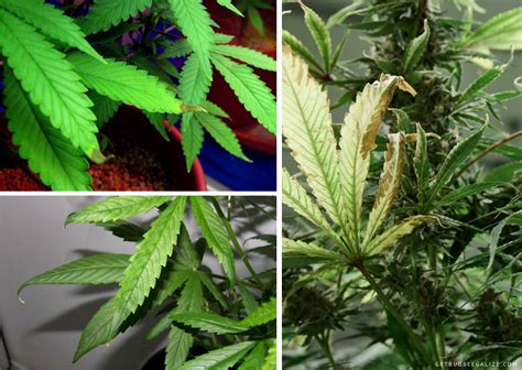 Nutrient Burn Vs Nutrient Deficiency In Cannabis Plants