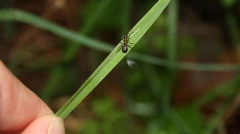 Brain Controlling Parasite Turns Ants Into Suicidal Zombies