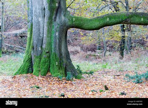Tree Trunks And Roots Stock Photo Alamy