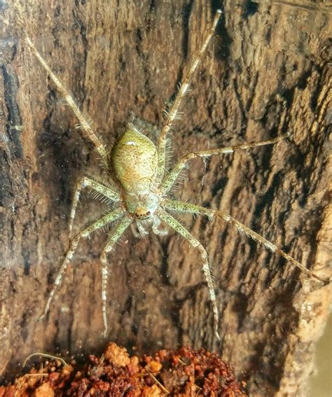 Pandercetes Gracilis The Spider Shop