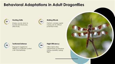 Behavioral Adaptations In Adult Dragonfly Metamorphosis Ppt
