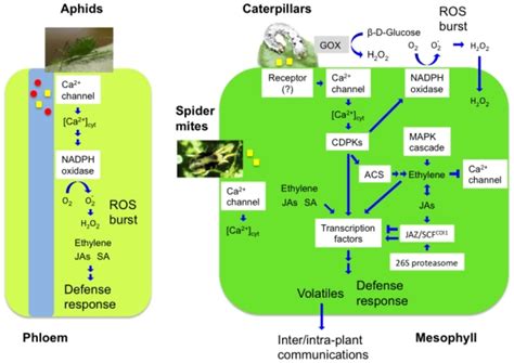 Model Of The Signaling Network For Plant Defense Responses To Chewing