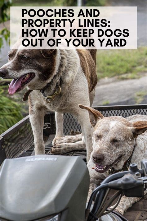 Pooches And Property Lines How To Keep Dogs Out Of Your Yard Dog