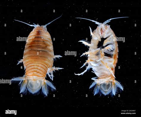Isopod Crustacean Images Showing The Upper Left And Lower Right