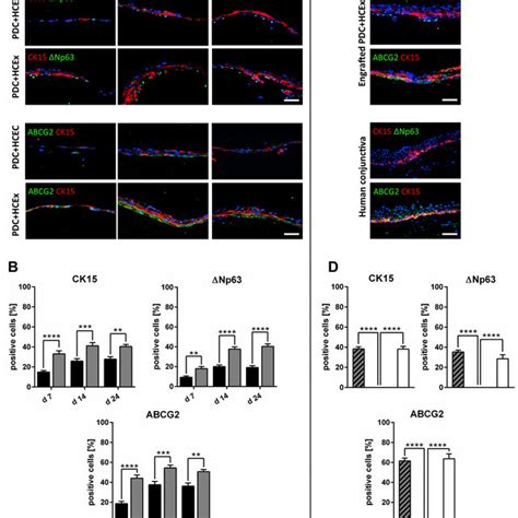 Apoptosis And Proliferation Of Pdc Hcec Pdc Hcex And Engrafted Pdc Download Scientific