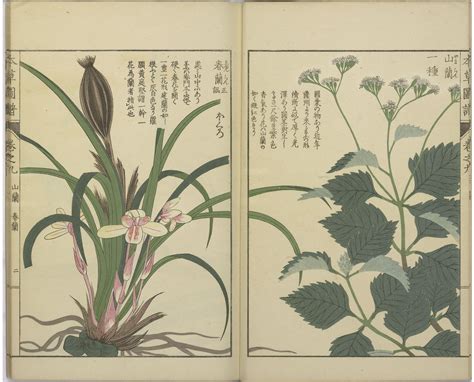Blog Archive Botanical Illustration