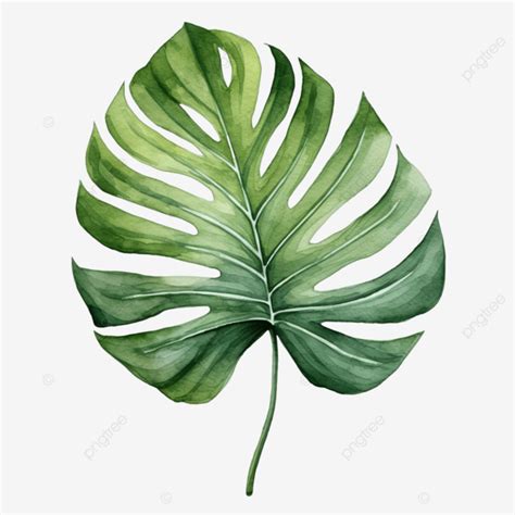Philodendron Mayoi Tropical Leaf Watercolor Philodendron Botanical Plant PNG Transparent