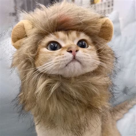 亚马逊猫咪狮子头套兔子耳朵小型犬狗狗帽子宠物可爱搞怪头饰变装 阿里巴巴