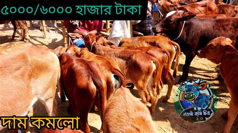 ০৬ ০৩ ২৪ ছাগোলের দামে গরু পাওয়া যাচ্ছে যে হাটে দেশি বকনা গরুর দাম দর