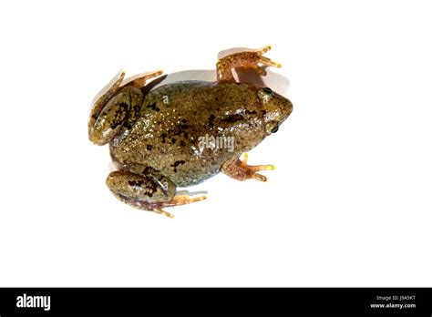 Great Plains Narrow Mouth Toad Gastrophryne Olivacea Top View On