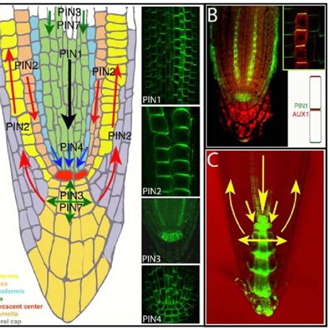 The Arabidopsis Book
