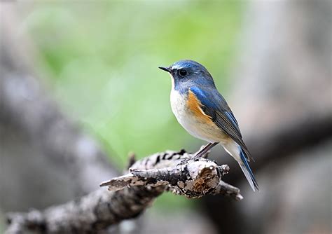 ルリビタキ 漂鳥 東西南北野鳥日記Ⅲ
