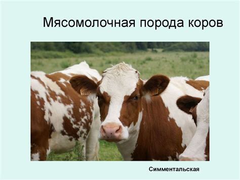 Отрасли животноводства к уроку Значение млекопитающих презентация
