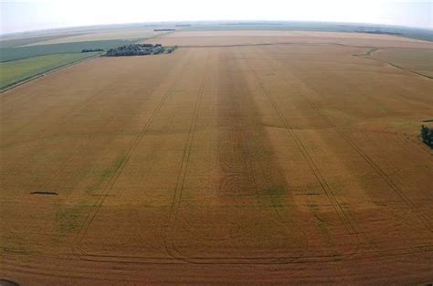 Fungicide Trials — Pitura Seeds