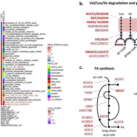 Two Acetyl Coa Metabolism Pathways Are Markers Of Hdac Inhibitor