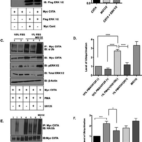 The Ptms Of Cebp During Adipogenesis A Phosphorylation Cebp Is