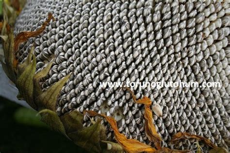 Yağlık Ayçiçeği Tohumu Yem Bitkileri Çim Tohumu Tarla Bitkileri