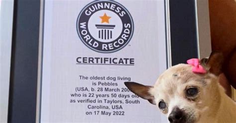 Murió A Los 22 Años La Perra Más Longeva Del Mundo Infobae