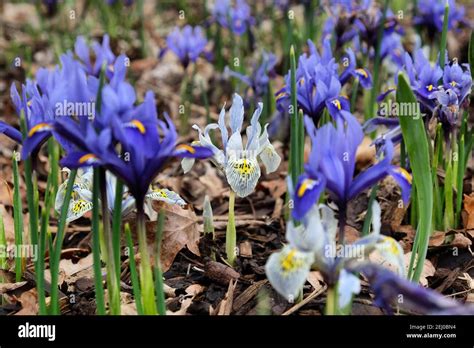 Iris Eye Catcher Reticulata In Flower Stock Photo Alamy