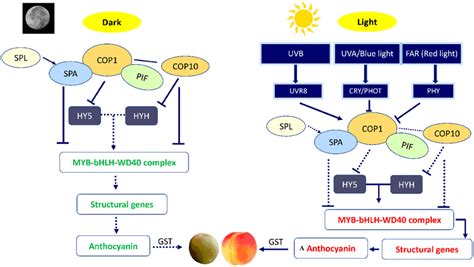 A Model Showing Fruit Peel Colouration Induced By Light Uvr8 Uv