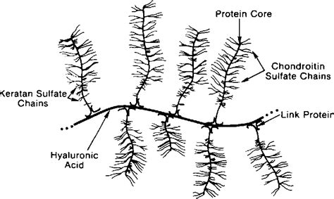 Proteoglycan Aggregate
