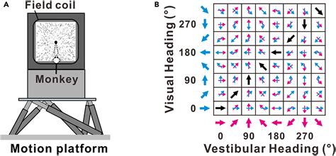 The Computational Rules Of Cross Modality Suppression In The Visual Posterior Sylvian Area Iscience