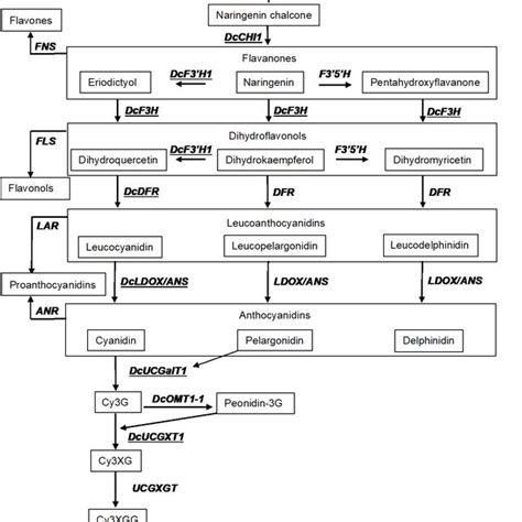 Simplified Schematic Diagram Of The Anthocyanin Biosynthetic Pathway