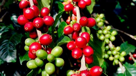 Planta de cafe origen tipos y características TodoCafé