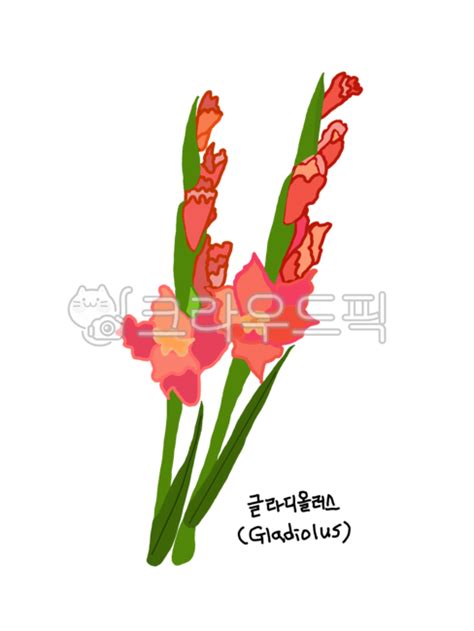 탄생화 글라디올러스 Gladiolus 8월탄생화 꽃 사진 이미지 일러스트 캘리그라피 Jhsarah작가