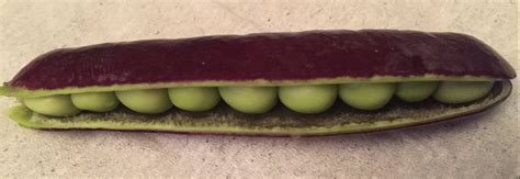 Pea Seed Borne Mosaic The Daily Garden