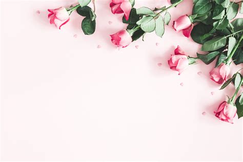 꽃 구성입니다 파스텔 핑크 바탕에 분홍색 장미 꽃입니다 발렌타인 날 어머니 날 여자 하루 개념 평면 위치 최고 보기 복사 공간
