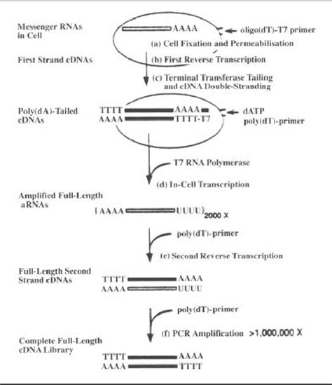 figure 1 from generation of full length cdna library from single human