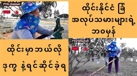 ထိုင်းနိုင်ငံကခြံအလုပ်သမားတွေရဲ့ဘဝ Youtube