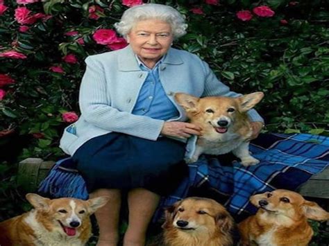 الأمير أندرو يتبنى كلبي والدته الملكة الراحلة إليزابيث الثانية جريدة