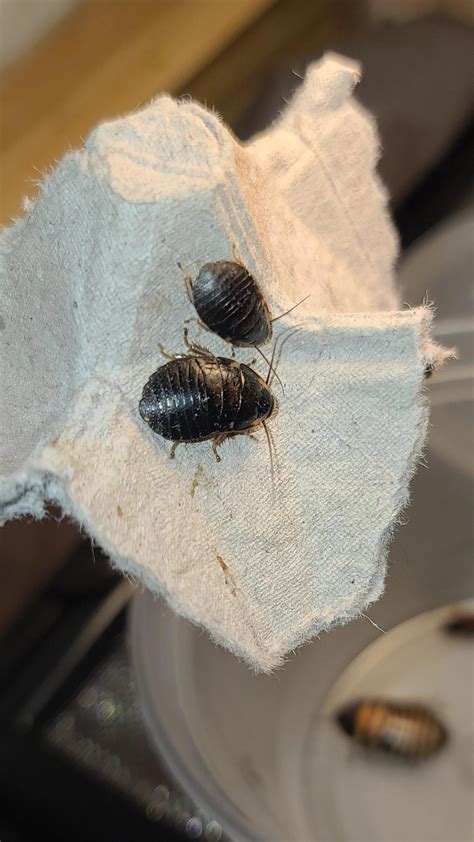 Halloween Hissing Cockroaches Rroaches