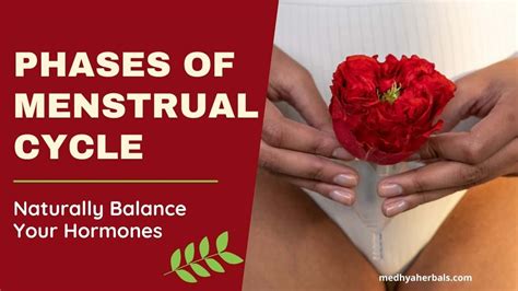 Phases Of Menstrual Cycle How To Naturally Balance Your Hormones