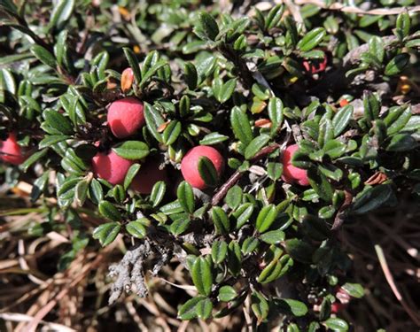 Cotoneaster Thymifolius Eflora Of India