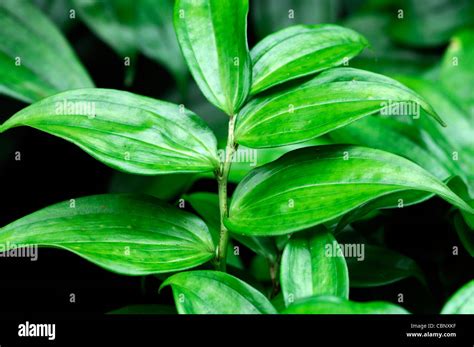Disporopsis Pernyi Evergreen Solomons Seal Perny Closeup Plant