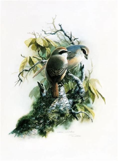 藝術家曾孝濂鳥類 每日頭條
